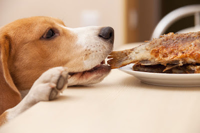 It's a Dog's World: How To Stop Your Dog From Snatching Food