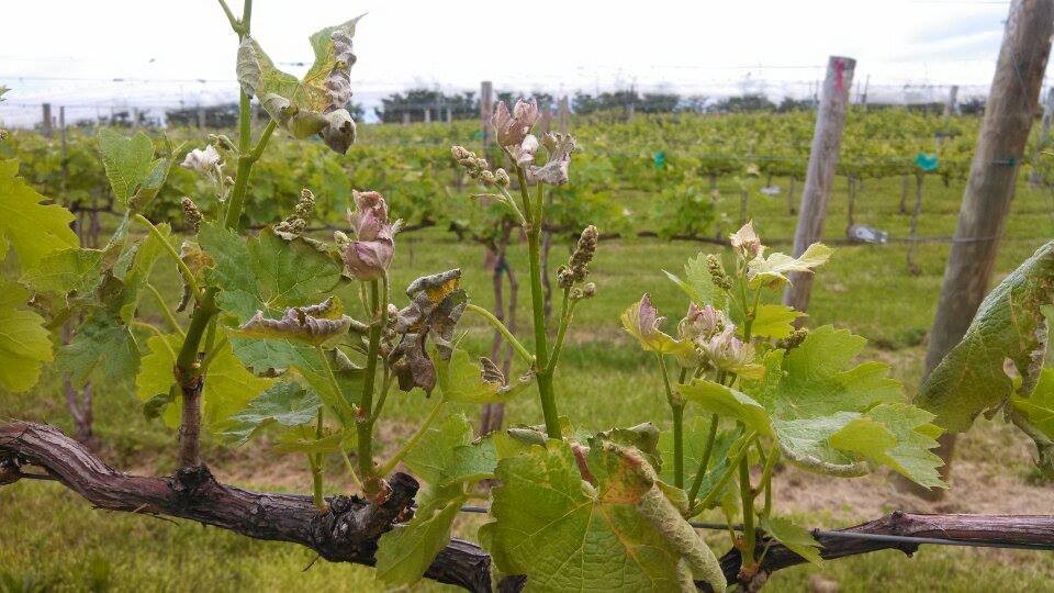 Frost injury (and disease risks from this weekend) – Virginia Grape ...