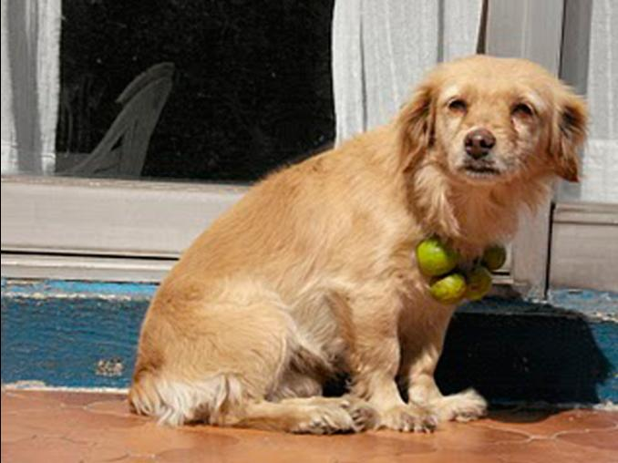 Síntomas de la faringitis en perros