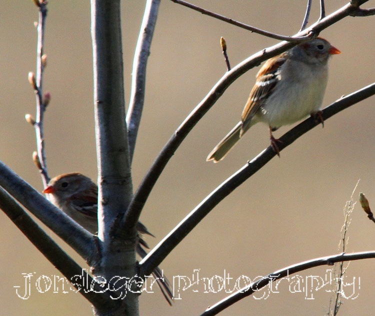 Northern Illinois Birder: Field Sparrows; April Migration to Northern ...
