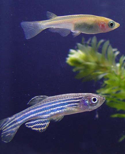 Molecular Anthropology: Zebrafish Gene Directly Linked to Aggression ...
