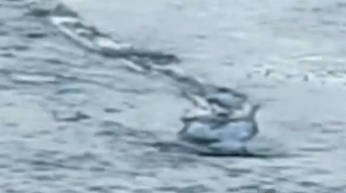 15 Modern Sea Monsters, Photos And Video | Beyond Science | Before It's ...