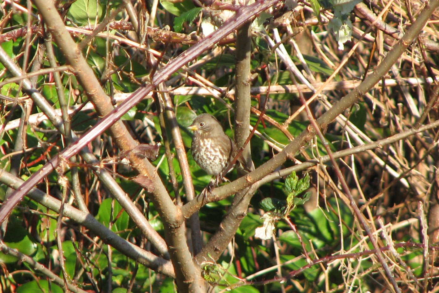 Andy Frank: Least Flycatcher, Surfbird, Black Turnstone, Ruby-crowned ...