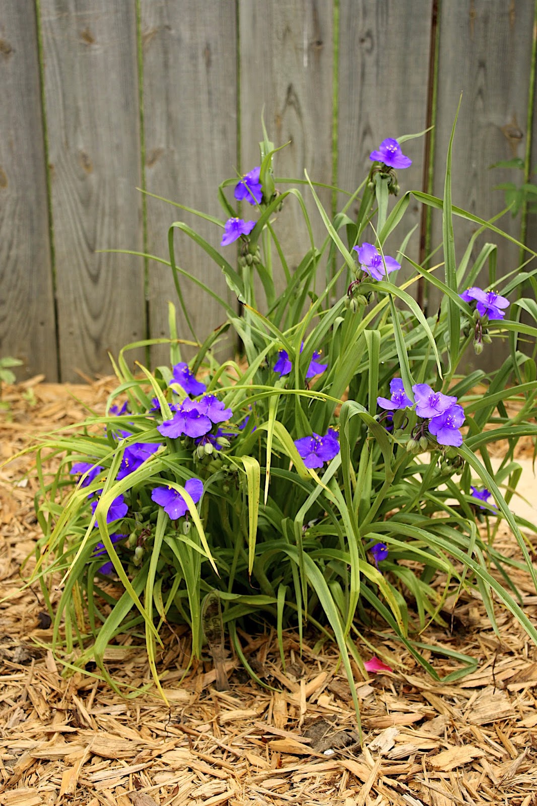 The Edgy Gardener Blog: Ugly Spiderwort