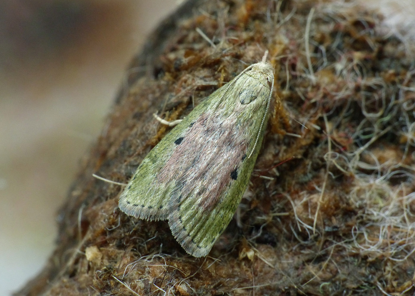 Charlie's moths of Calderdale.: 45: PLUME MOTHS, 62: PYRALIDS