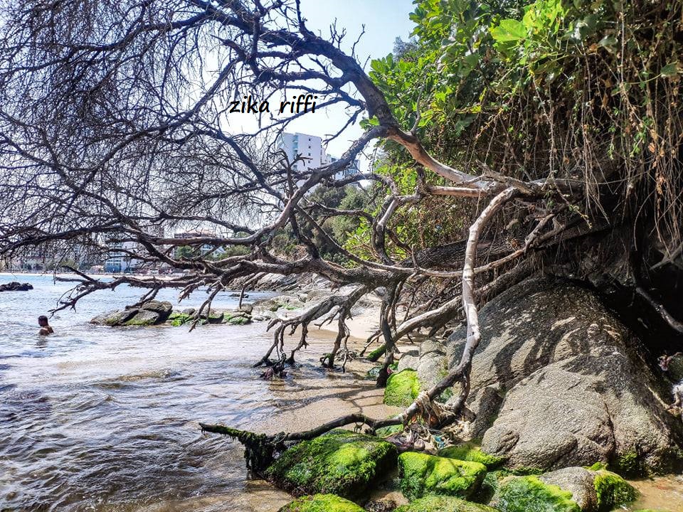 POISSON SAUREL FRIT A LA BÔNOISE ( CHINCHARD ) ET SON MATLOUE EL HOUT