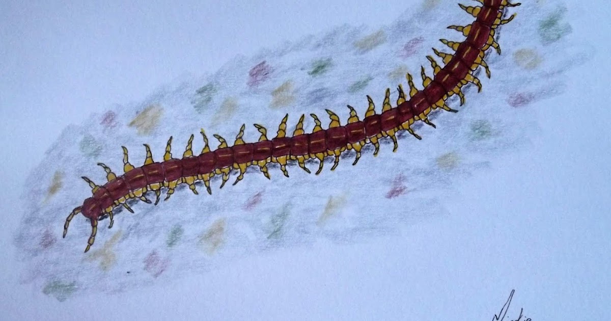 A Pretty Talent Blog: How to draw: A Centipede