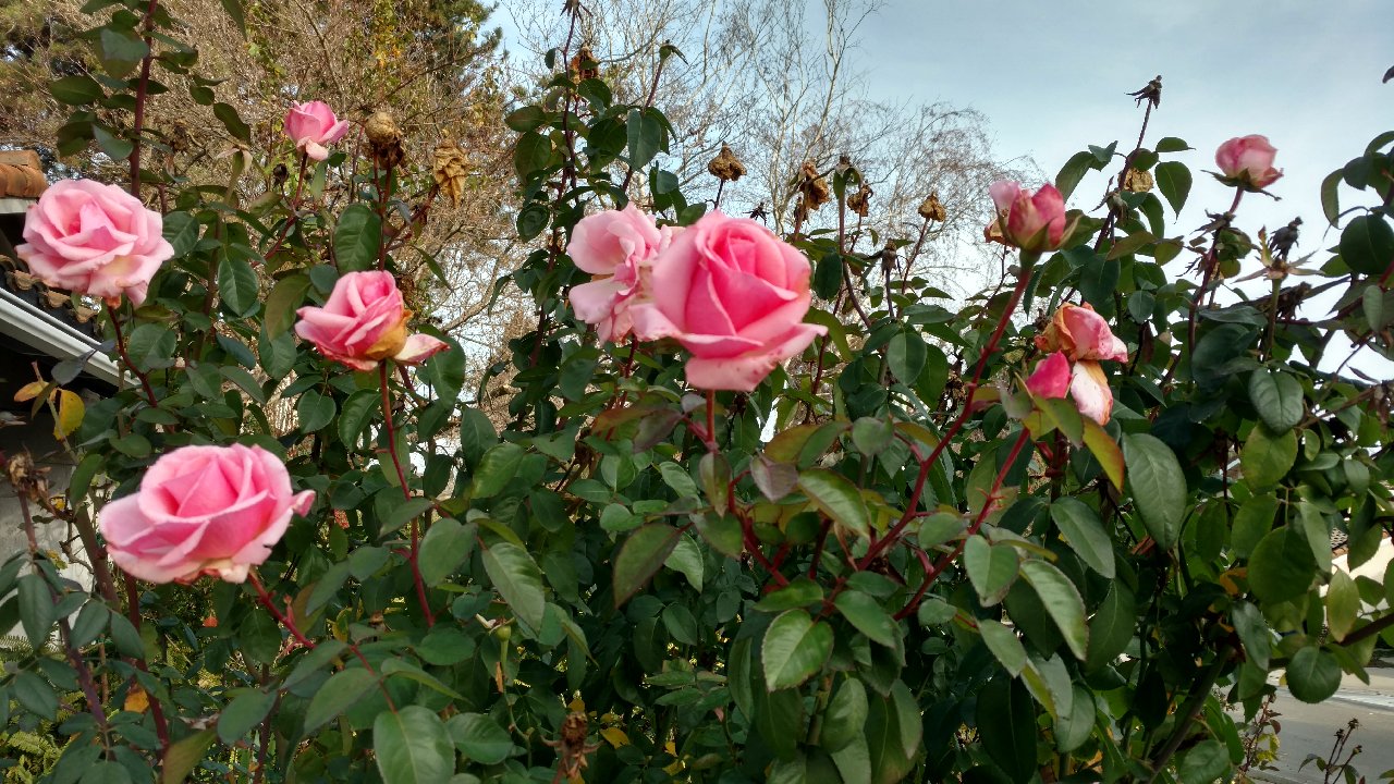 Sacramento Digs Gardening: Spring-like weather brings out the buds