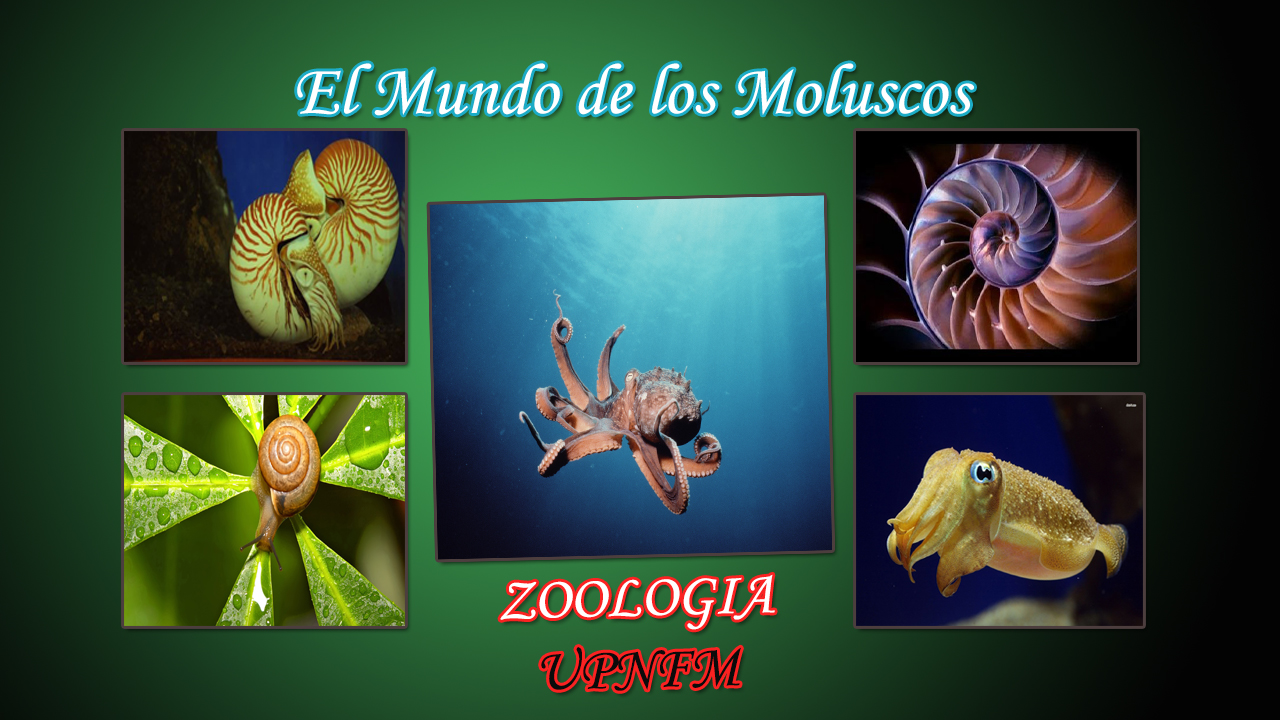 El Mundo de los Moluscos