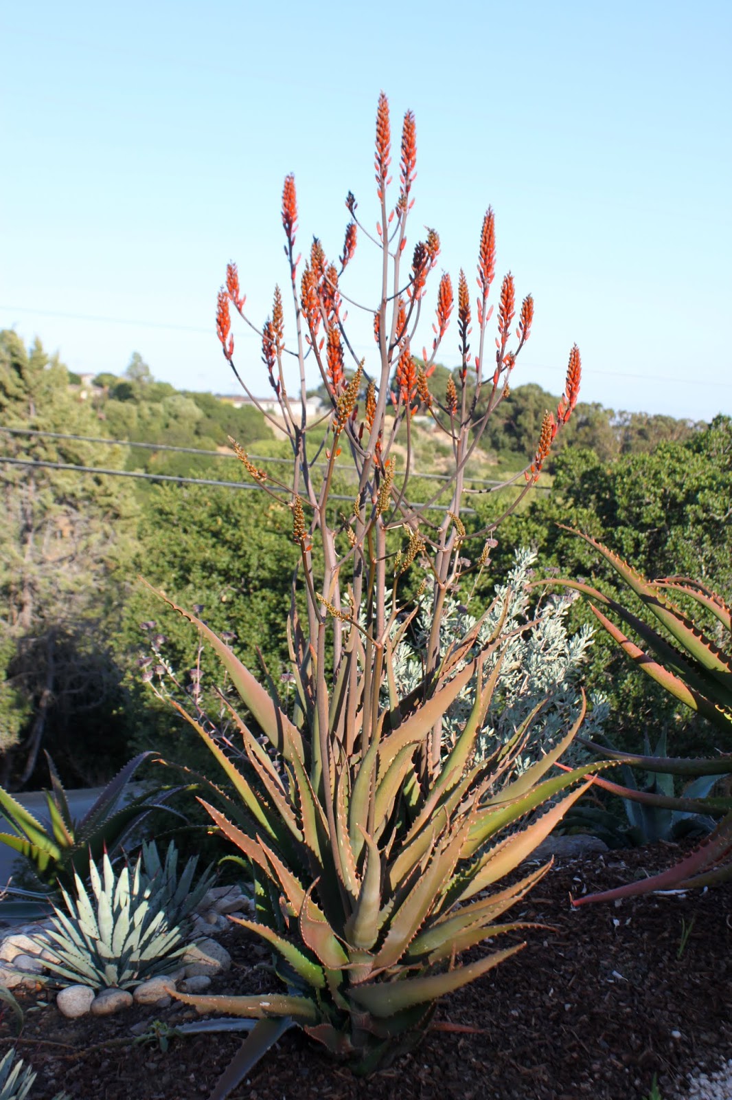 Growing Aloe Dawei