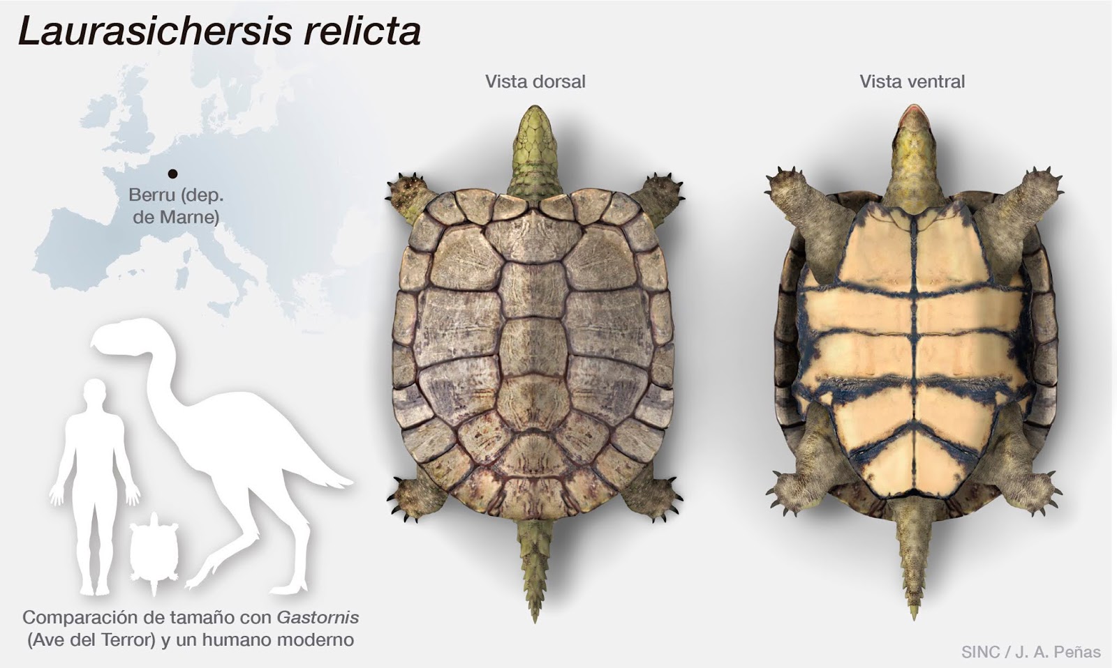 Species New to Science: [Paleontology • 2020] Laurasichersis relicta ...