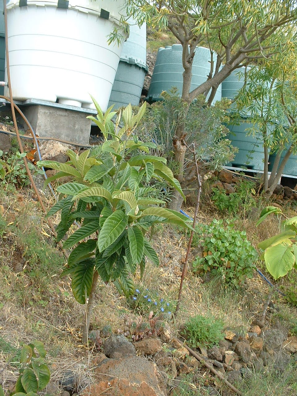 Oleander: Japanische Mispel (Eriobotrya japonica) von der Jungpflanze ...