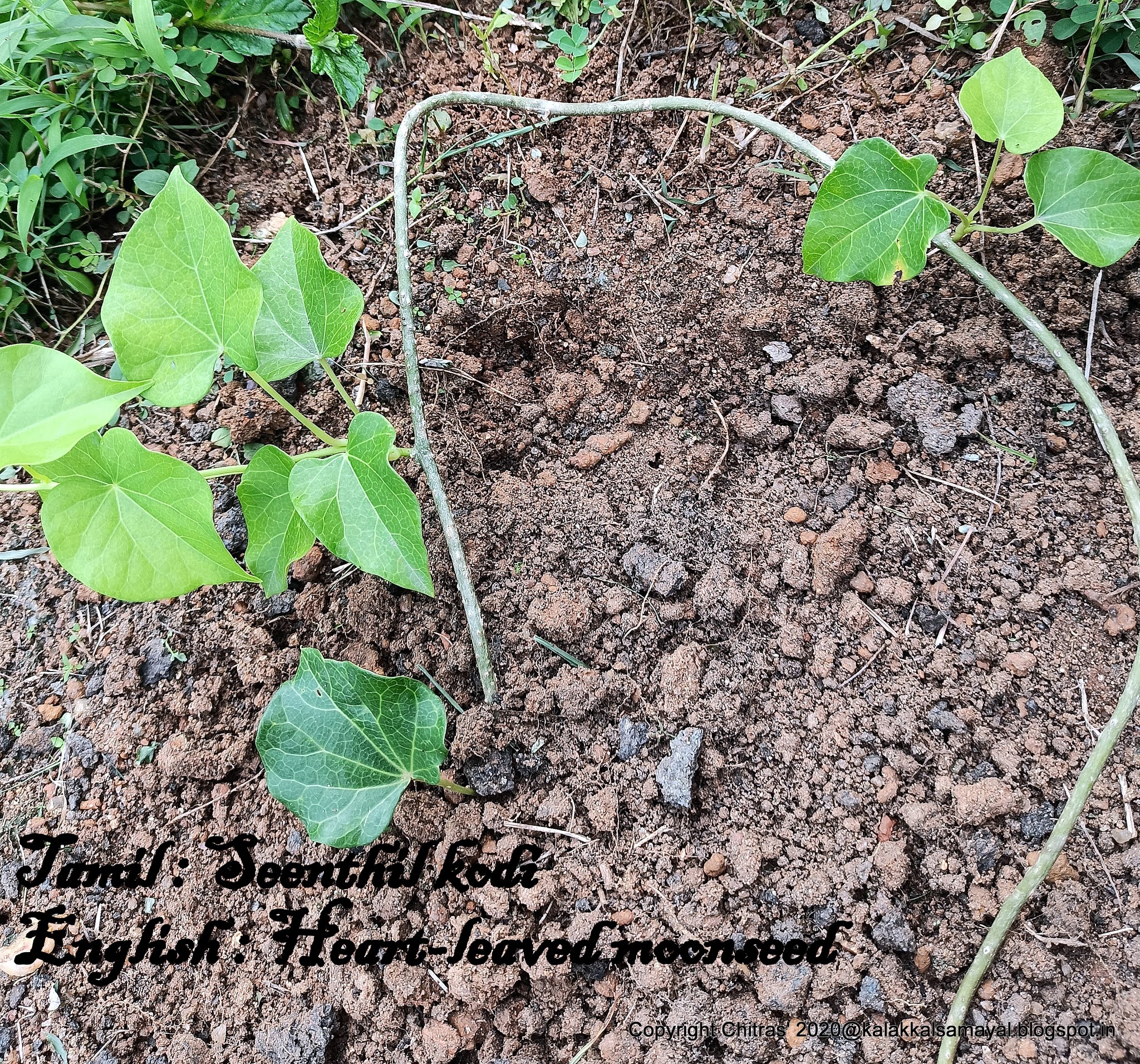 kalakkalsamayal: Greens - Leaf Vegetables