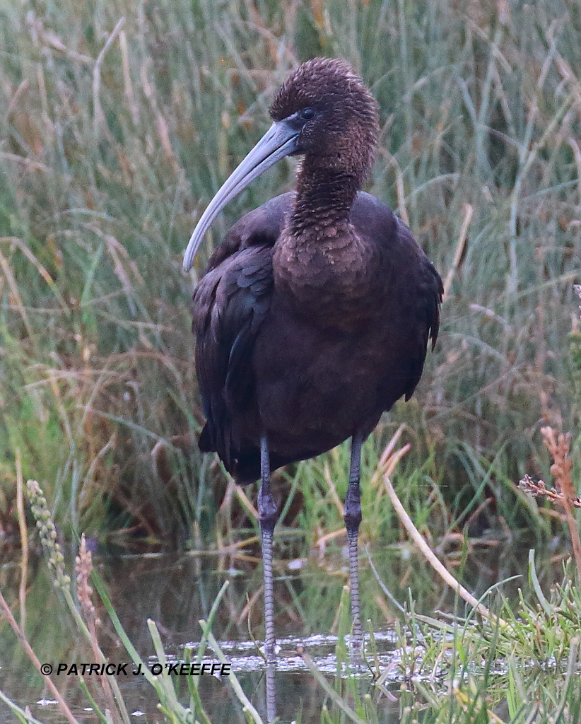 Glossy Ibis Range Map