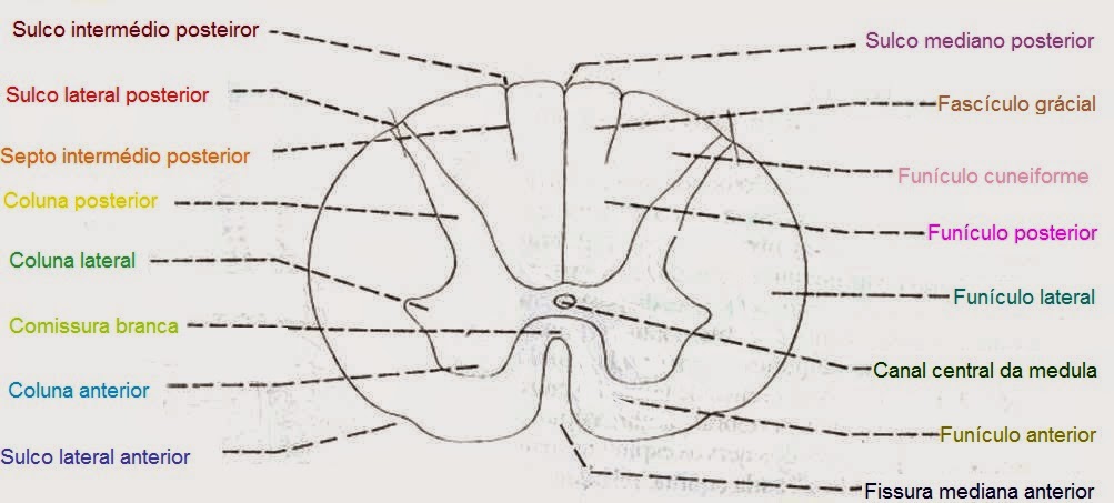 Sistema Nervoso Central: Medula Espinhal(canal vertebral)