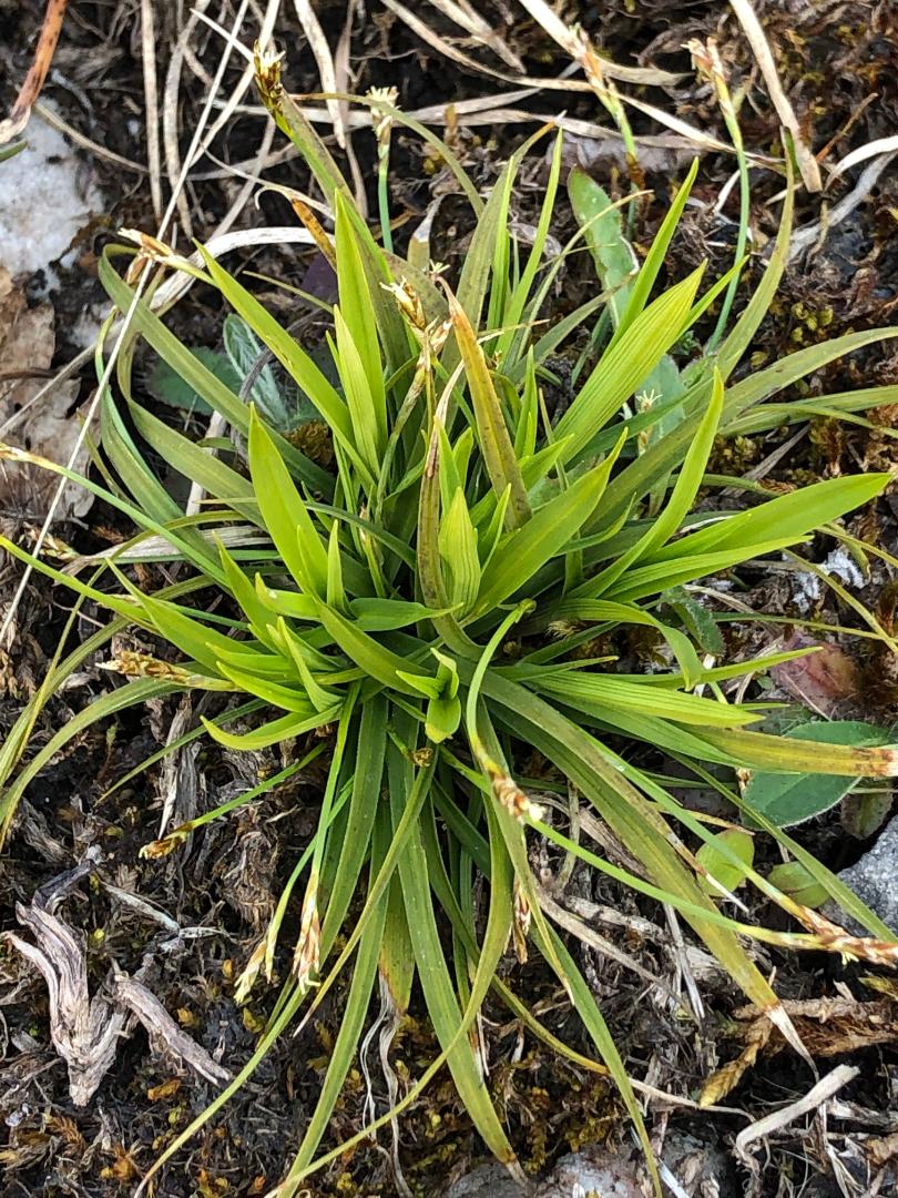 I Love Arnside and Silverdale: Friday and Saturday 16th and 17th April ...