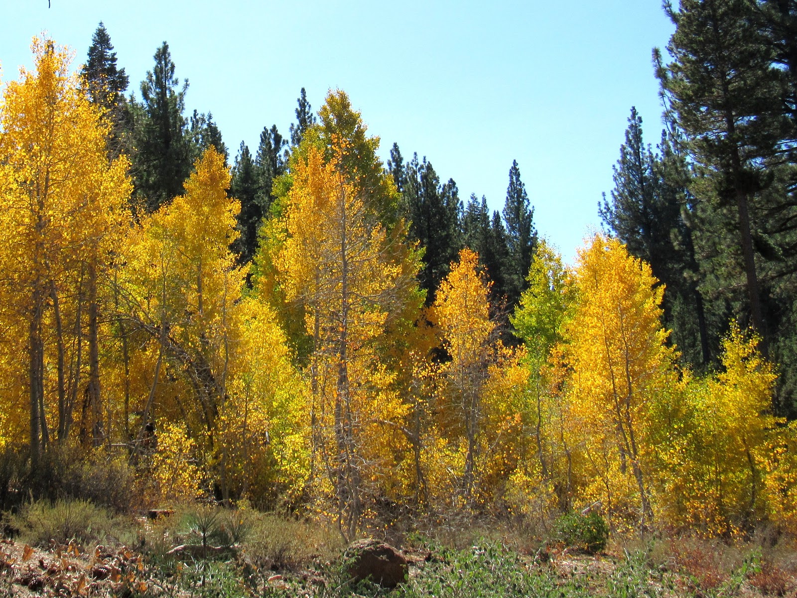 California's Gold: Aspen, Willow, Oak & Friends