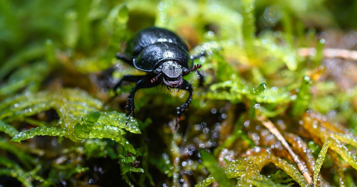 Forest Entomology, Scope, Insect Structure, Function and their ...