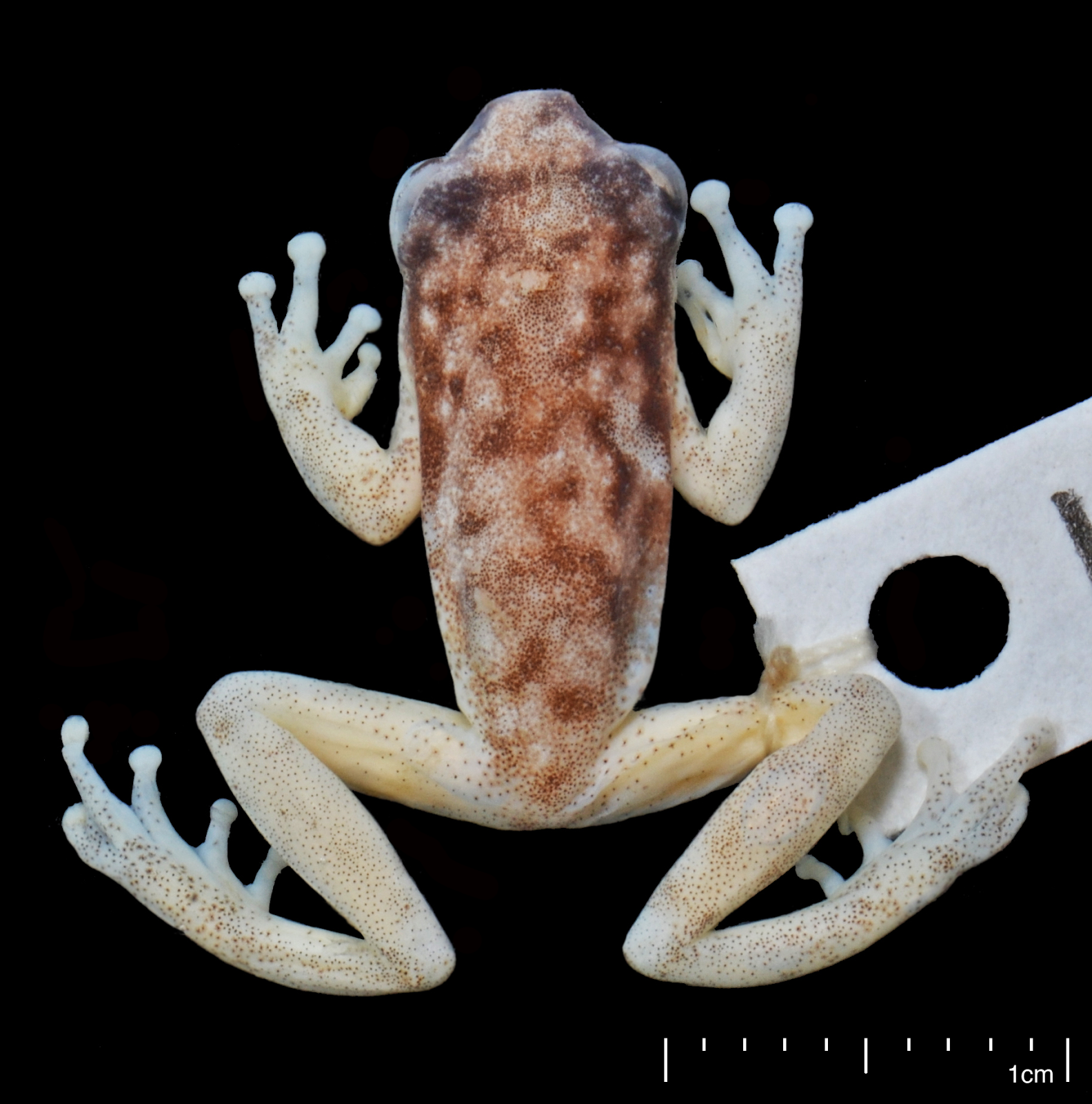 Species New to Science: [Herpetology • 2017] Hyperolius ruvuensis • A ...