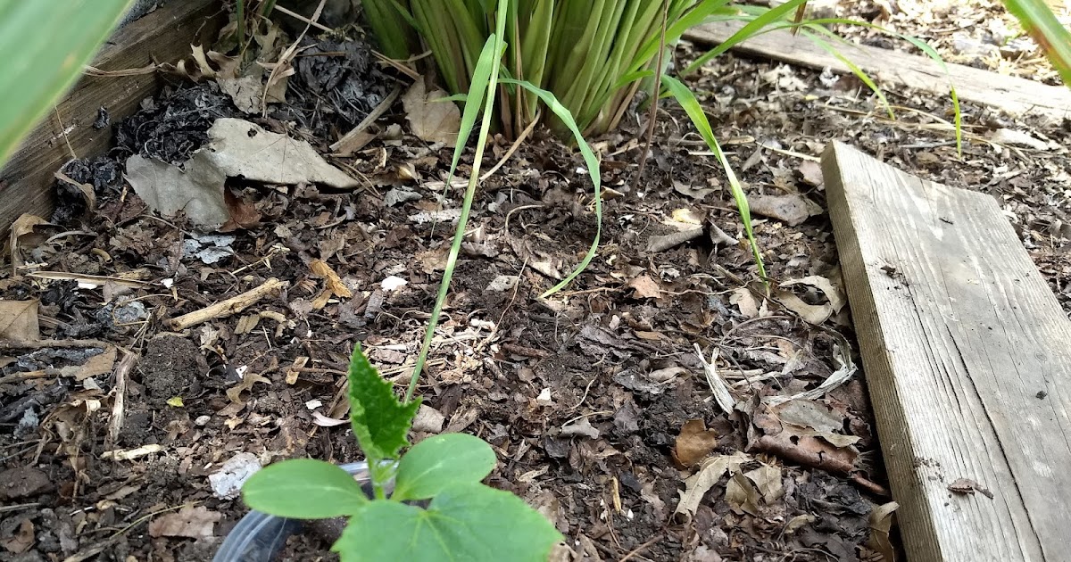 The Scientific Gardener: Plant Collars
