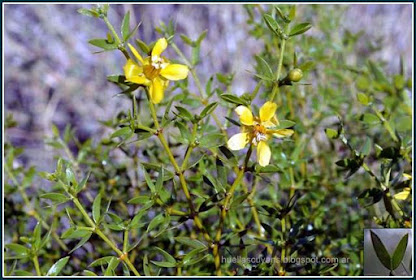 YUYOS DEL CAMINO: La Jarilla. | Huellas Cuyanas