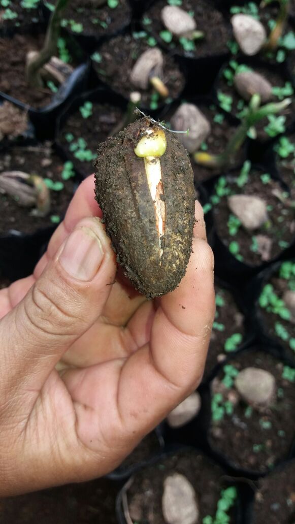 Blog MCAI Satunama: Pertama Kali di Indonesia, Pembibitan Kepayang