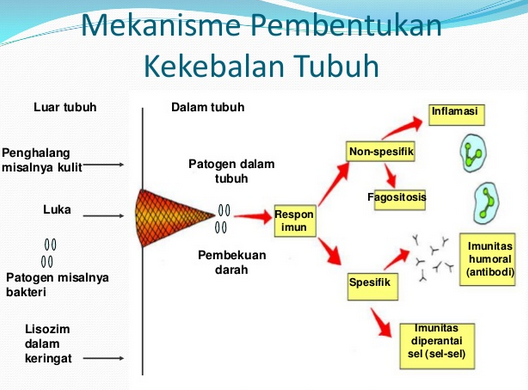 Sistem Kekebalan Tubuh Adalah - Homecare24 Sistem Kekebalan Tubuh Adalah - Homecare24