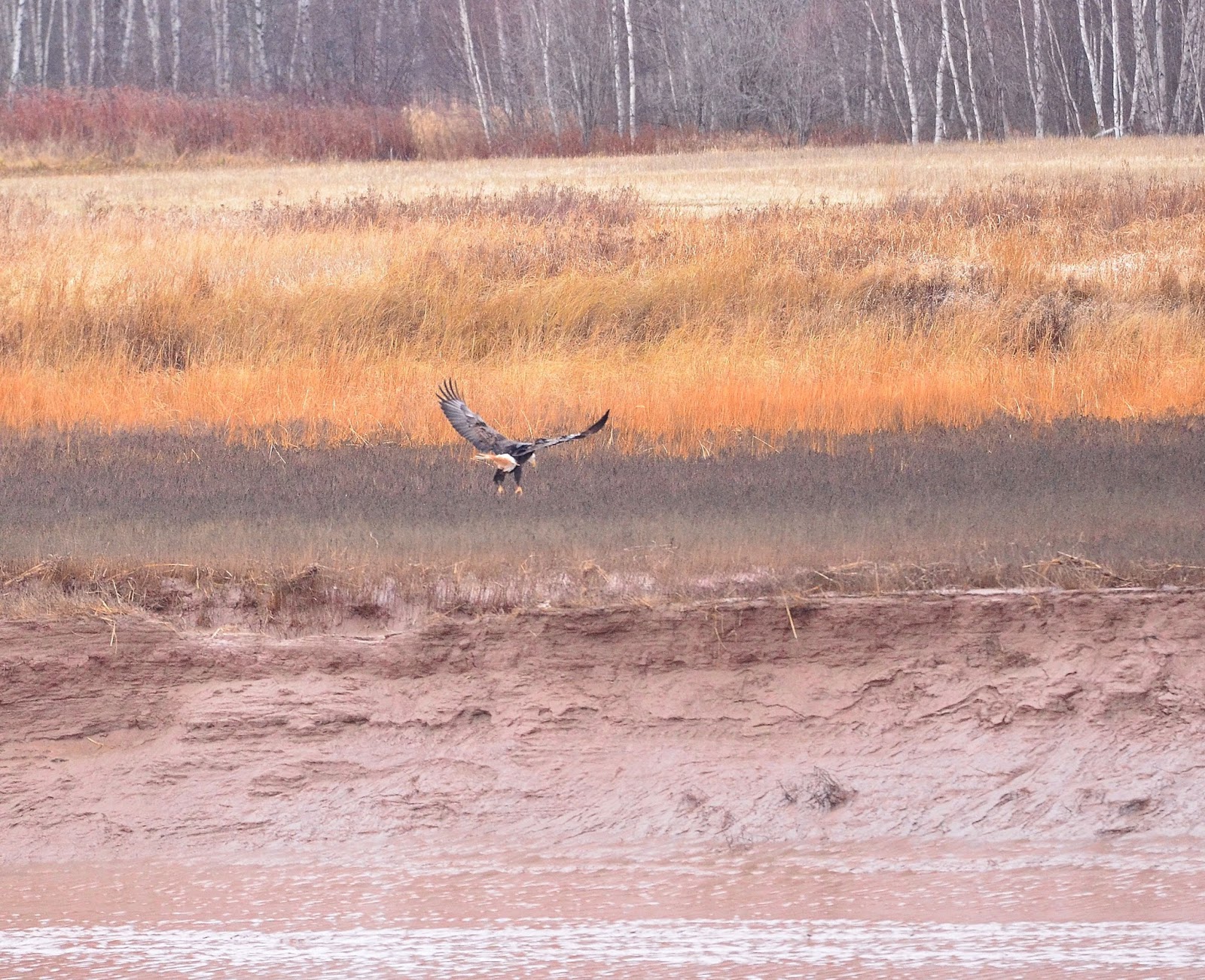 Nature Moncton Information Line: Dec 6 2017