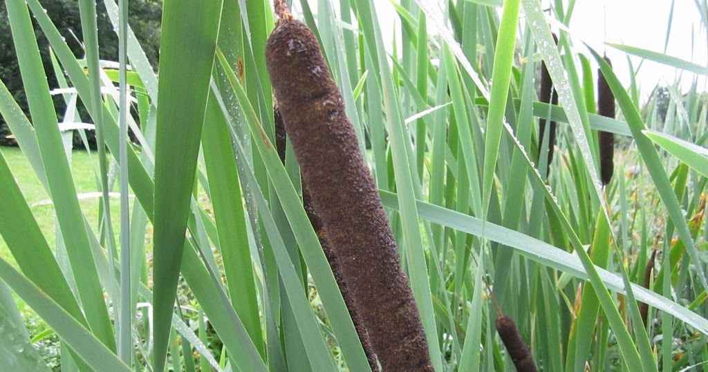 French Vocabulary Illustrated: jonc (plante)