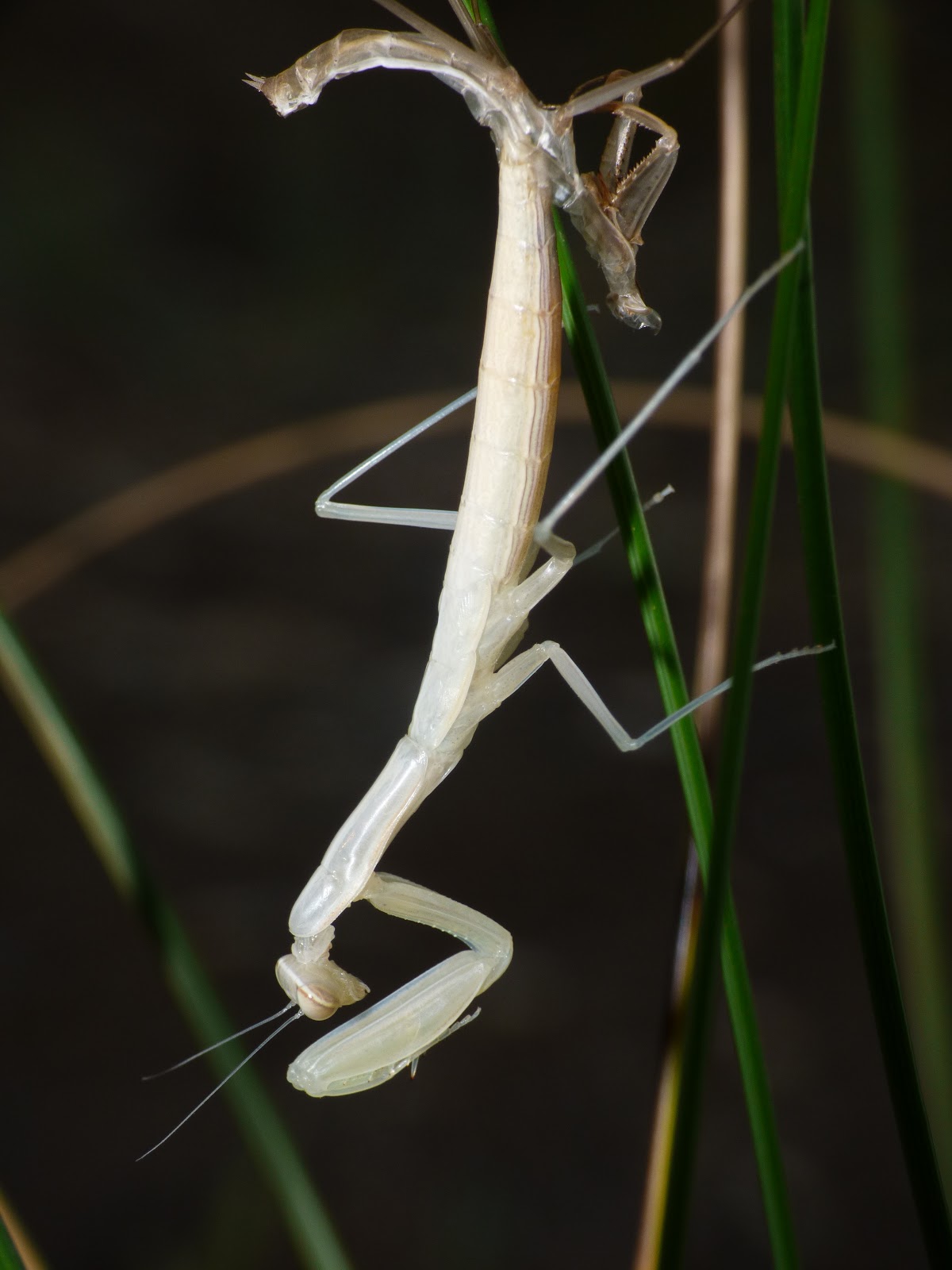 El Saúco - Industrias y andanzas de un naturalista ibérico: julio 2018