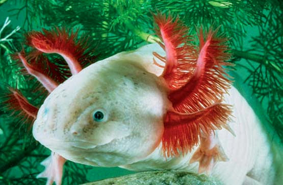 Andy foto natura: Ajote