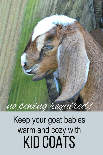 How to Make No-Sew Kid Coats for Your Goats - Oak Hill Homestead
