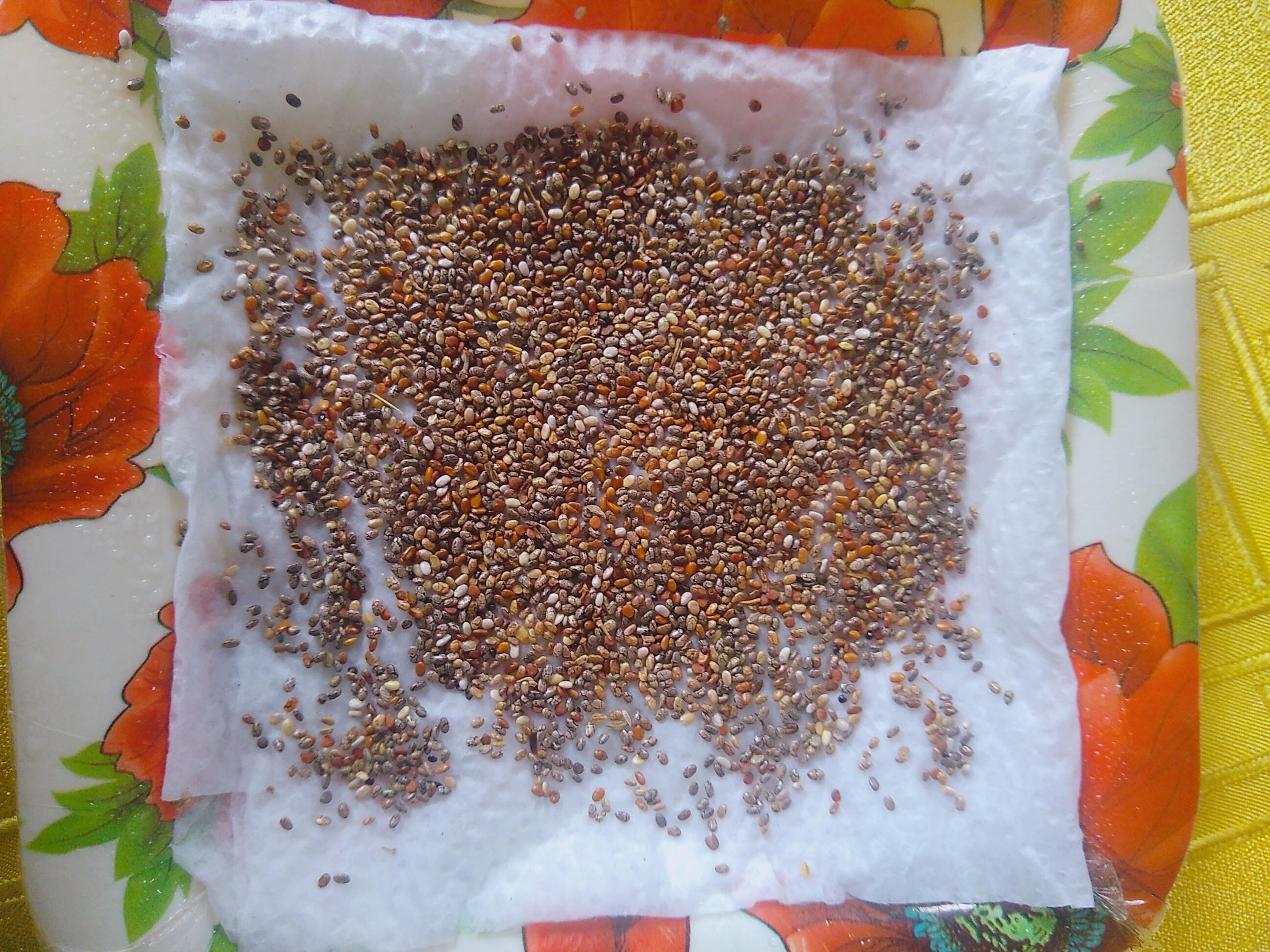 Brote o germinado de Semillas de chia