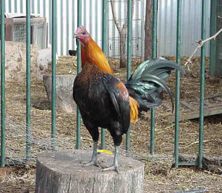 Breed Savers: Standard Old English Game Fowl