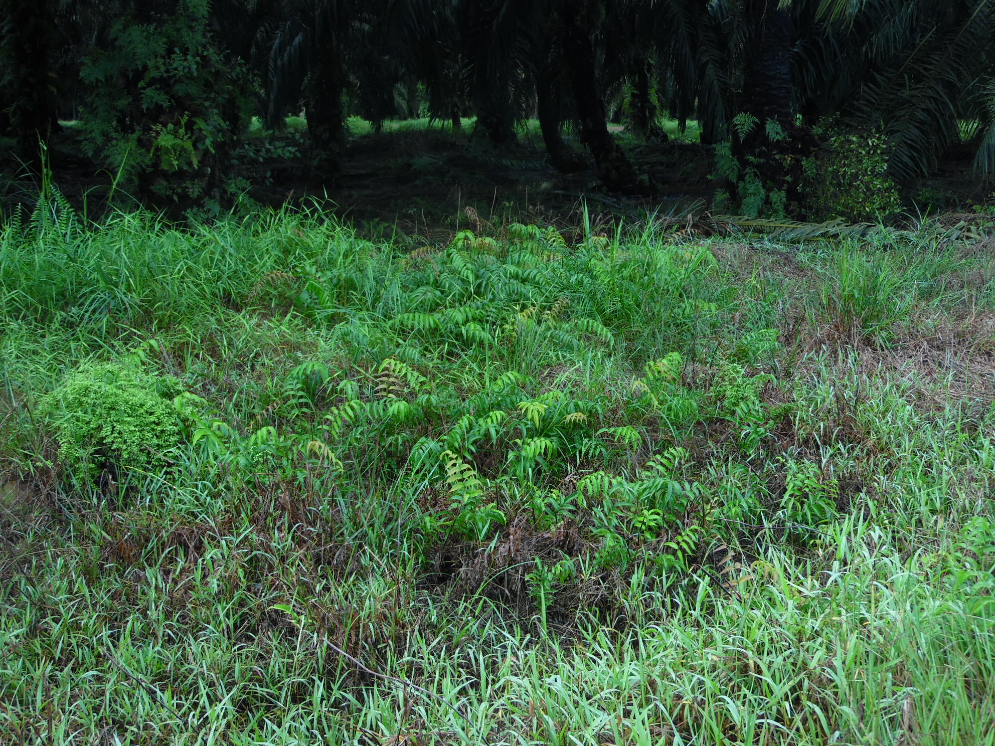 Pengendalian Gulma di kebun sawit, Pakis.