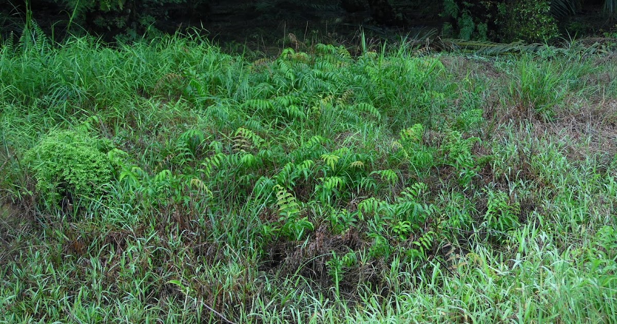 Pengendalian Gulma di kebun sawit, Pakis.