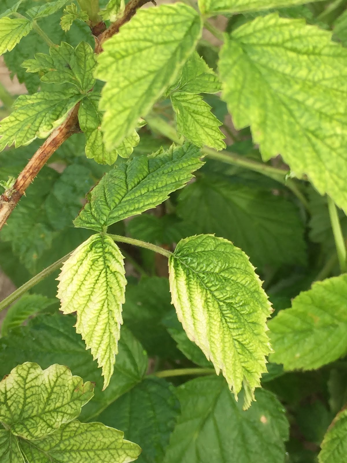 Photos for Recognizing Herbicide Injury on Berries