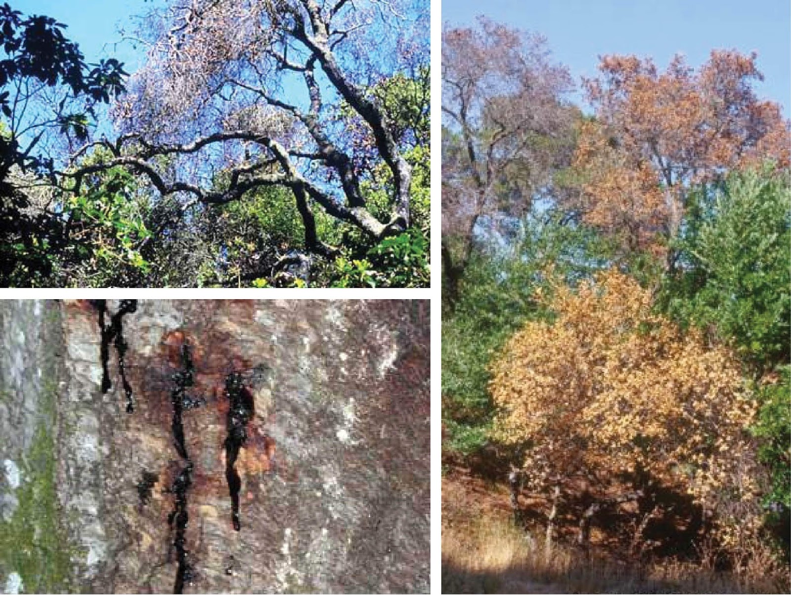 Timeless Environments: Millions of dead/dying trees have nothing to do ...