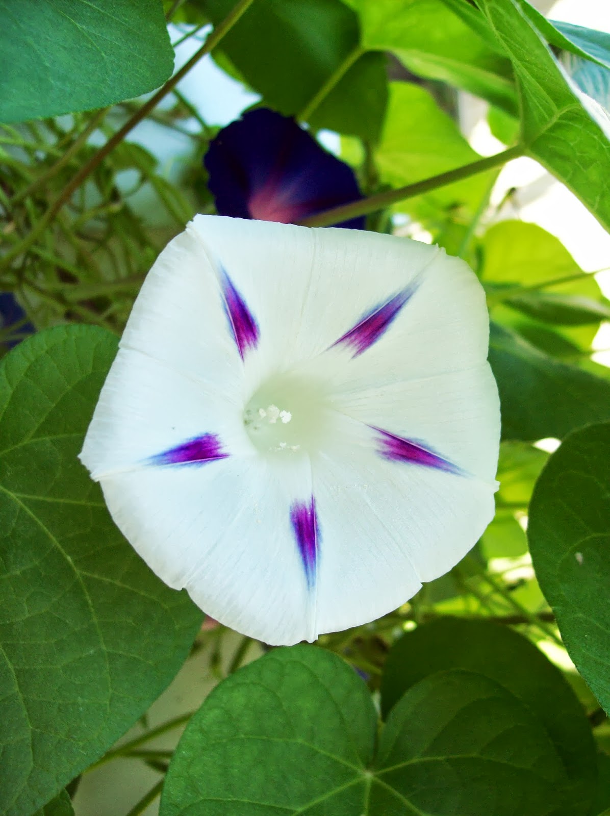 Walking With Ancestors: Morning Glory in Meditation