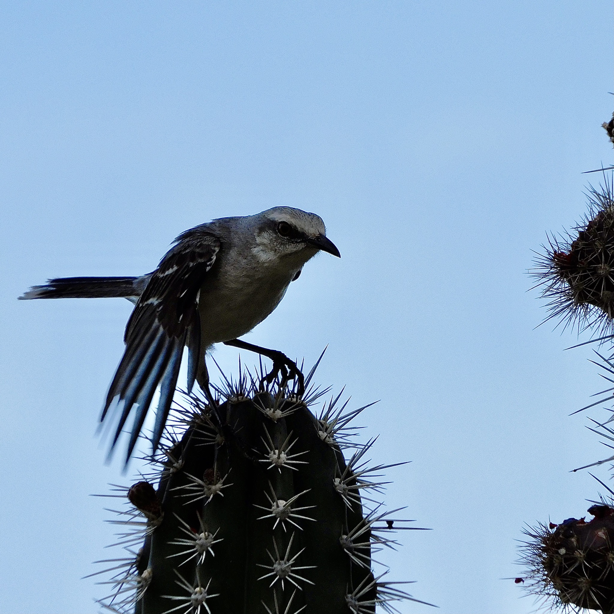 Hiking Curaçao - Flora and Fauna: Chuchubi and cactus fruit ...