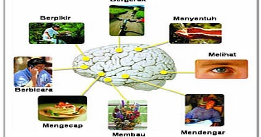 Anatomi Dan Fisiologi Sistem Saraf - I'am Ners