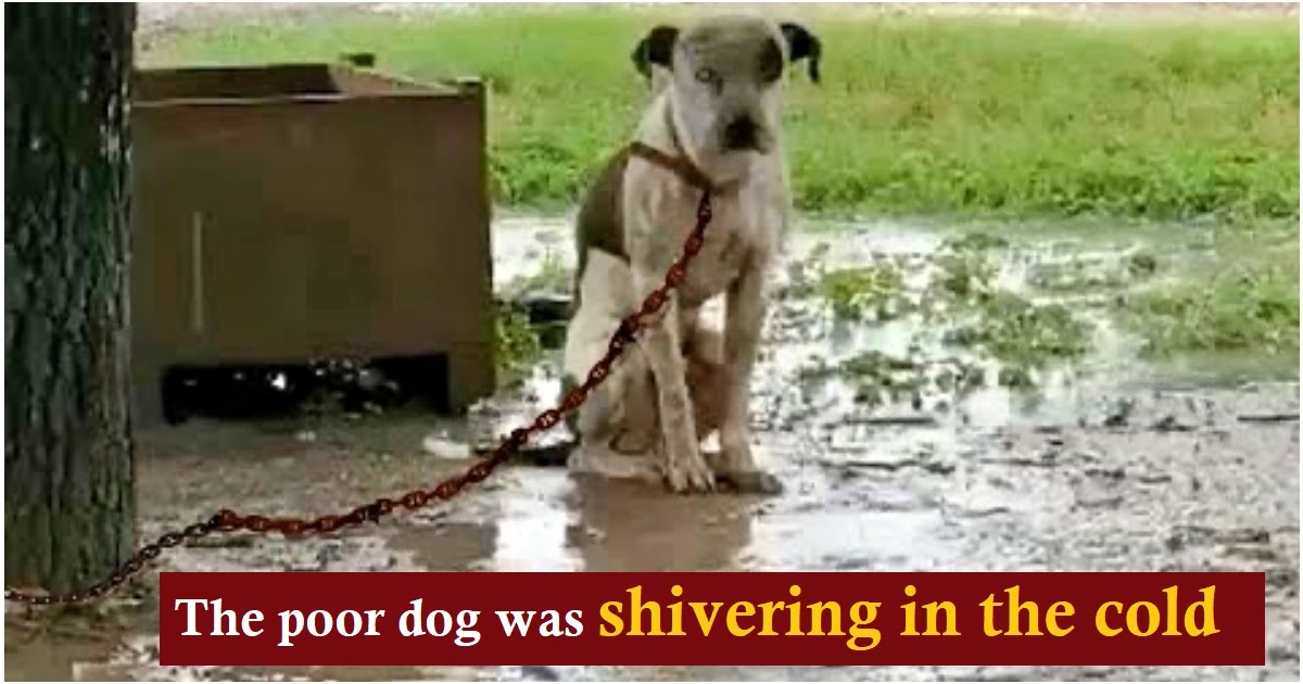 Chained Dog That’s Slighted By Owner & Couldn’t Lie Down, Only Wants 1 ...