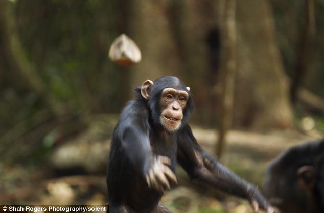 The animal zone: 'Ouch, mum!' Cheeky chimp is brought back into line ...
