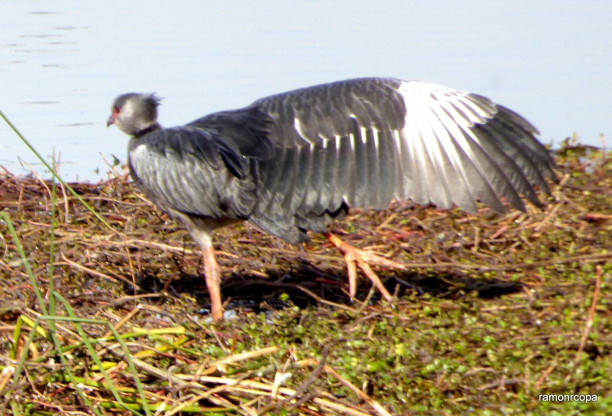 Aves del NOA y algo mas..: Chajá