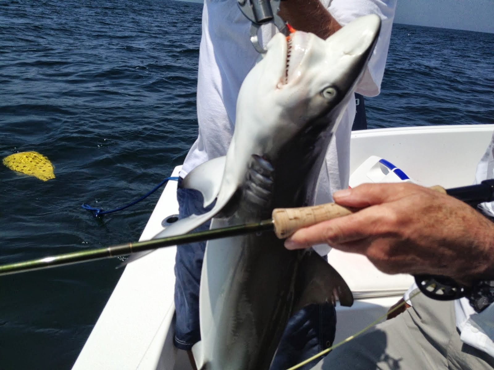 Jersey Cape Guide Service: Big Sharks on the Fly!