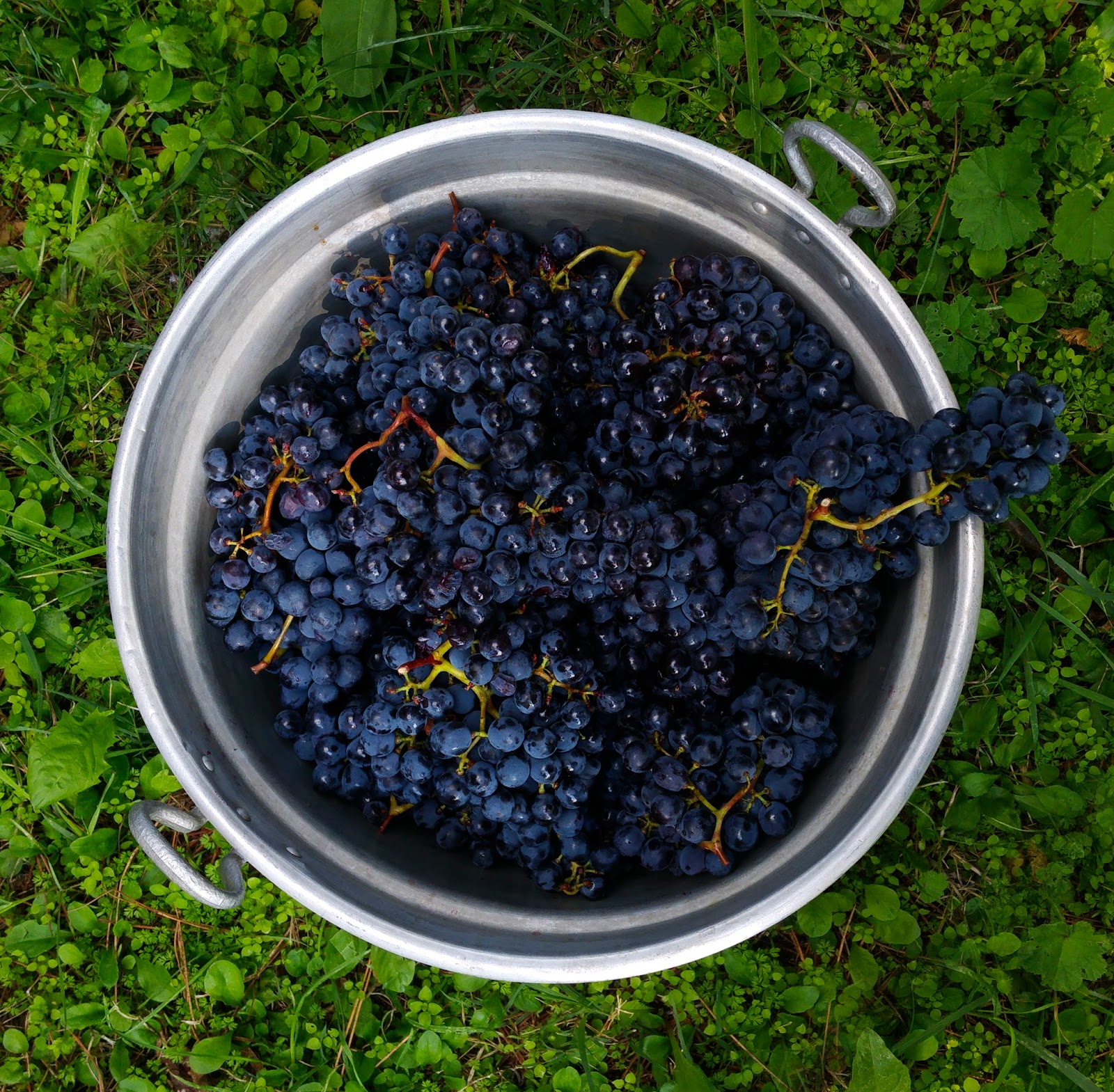 Spelucchino: Mosto cotto