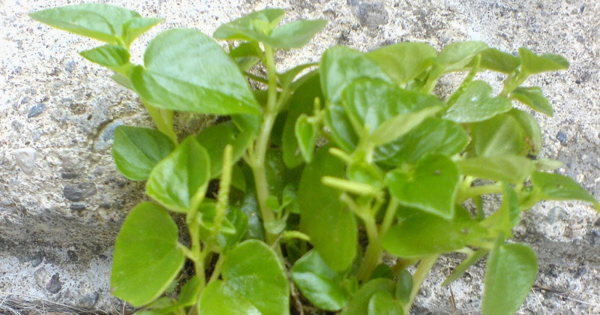 Ulasimang Bato Herbal Medicine Tech, Plant Based Products Shown At NIH