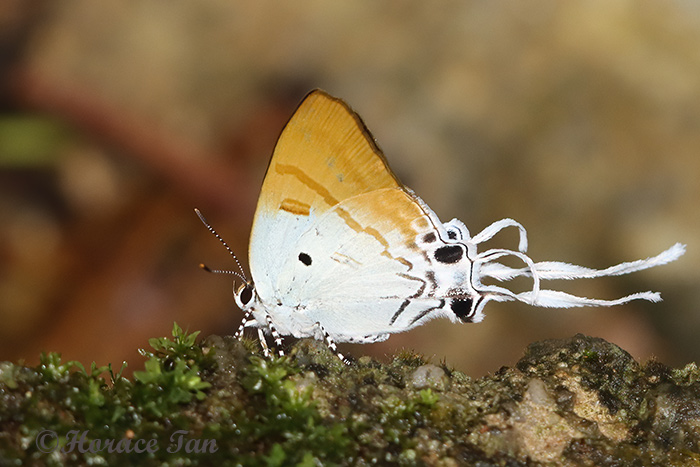 Butterflies of Singapore: Life History of the Fluffy Tit