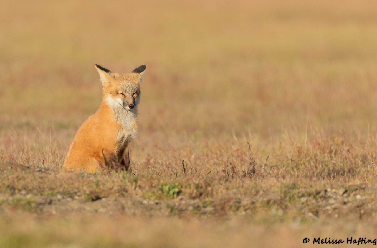 A magical day spent with some Red Foxes and their kits