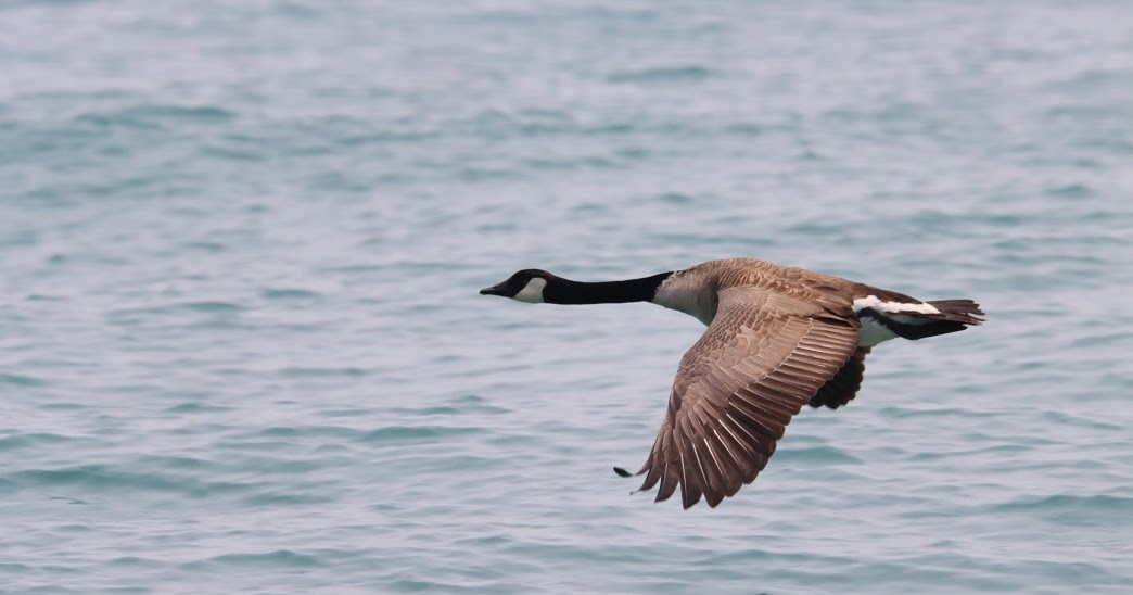 Michigan Exposures: The Canada Cobra Chicken